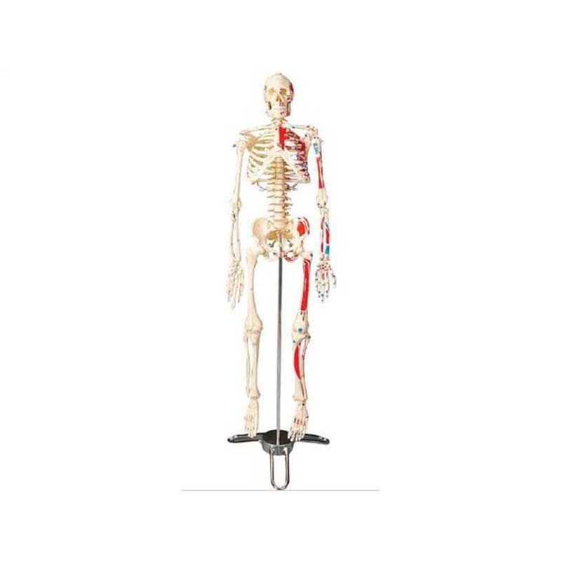 Painted Big Tim Skeleton W/ Stand (25.5" H) | SME, Inc. USA