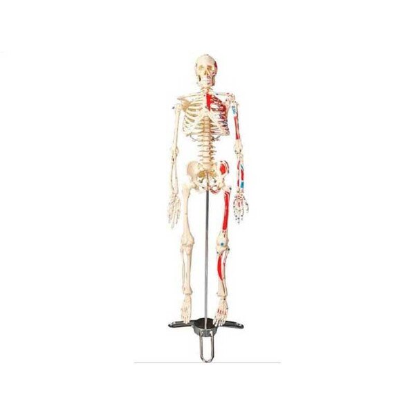 Painted Big Tim Skeleton W/ Stand (25.5" H) | SME, Inc. USA