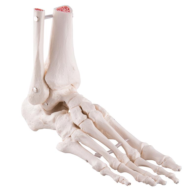 Plastic Foot Anatomical Model - Elastic Mounted | SME, Inc. USA