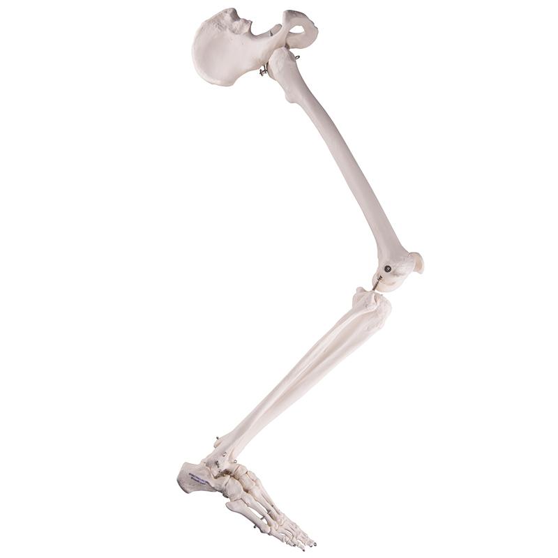 Leg Skeleton Model W/ Hip Bone | SME, Inc. USA