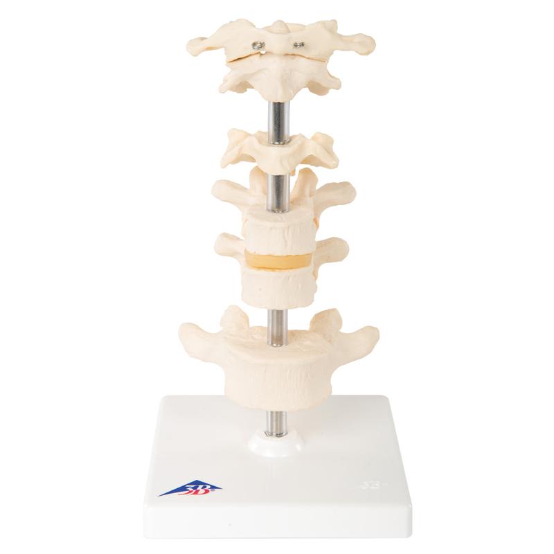 6 Mounted Human Vertebrae Model | SME, Inc. USA